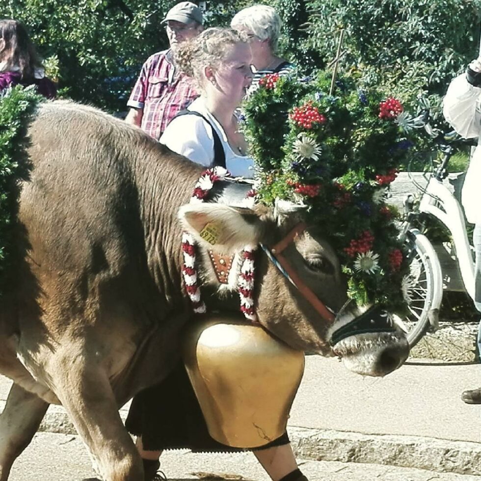 Viehscheid Obermaiselstein am 20. September 2025 - Almabtrieb